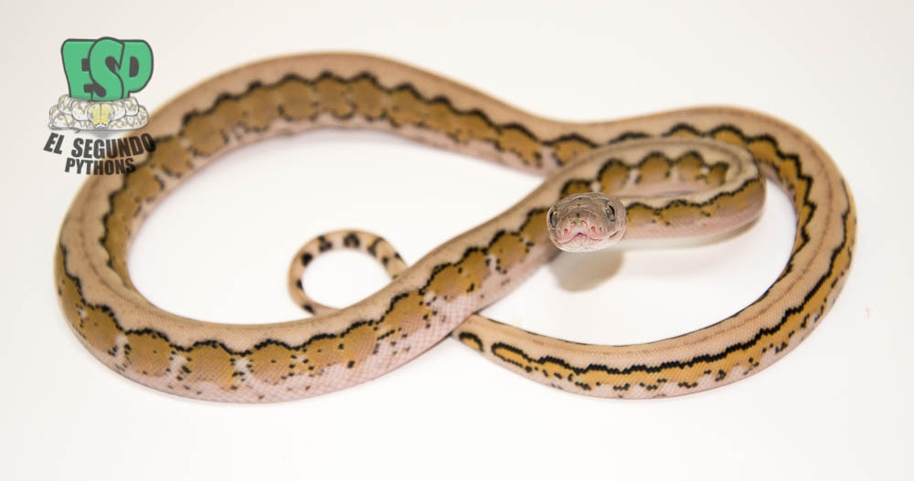 Platinum Motley Jaguar 100% Het Anery 66% Poss Het Albino Reticulated ...