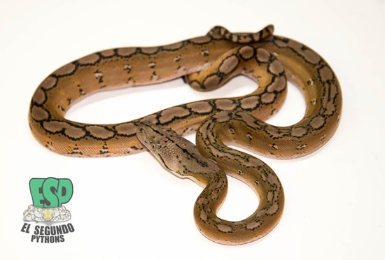 Platinum Motley 100% Het Anery 66% Poss Het Albino Reticulated Python ...