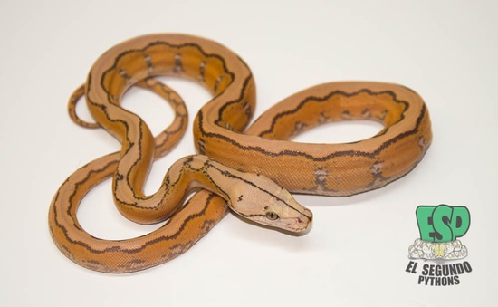 Orange Glow Motley Reticulated Python by El Segundo Pythons