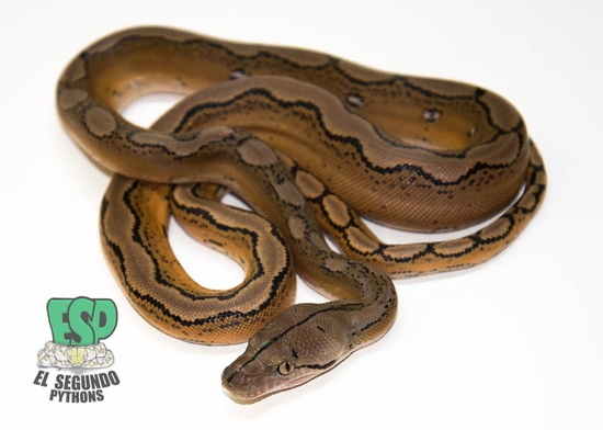 Platinum Motley Het Snow Reticulated Python by El Segundo Pythons