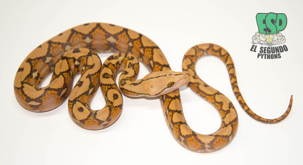 Orange Glow Reticulated Python by El Segundo Pythons - MorphMarket