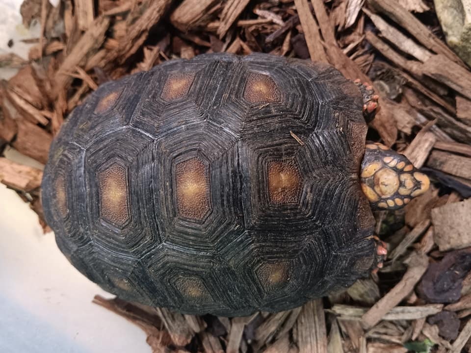 Redfoot Tortoise Red-footed Tortoise by E2Exotics - MorphMarket