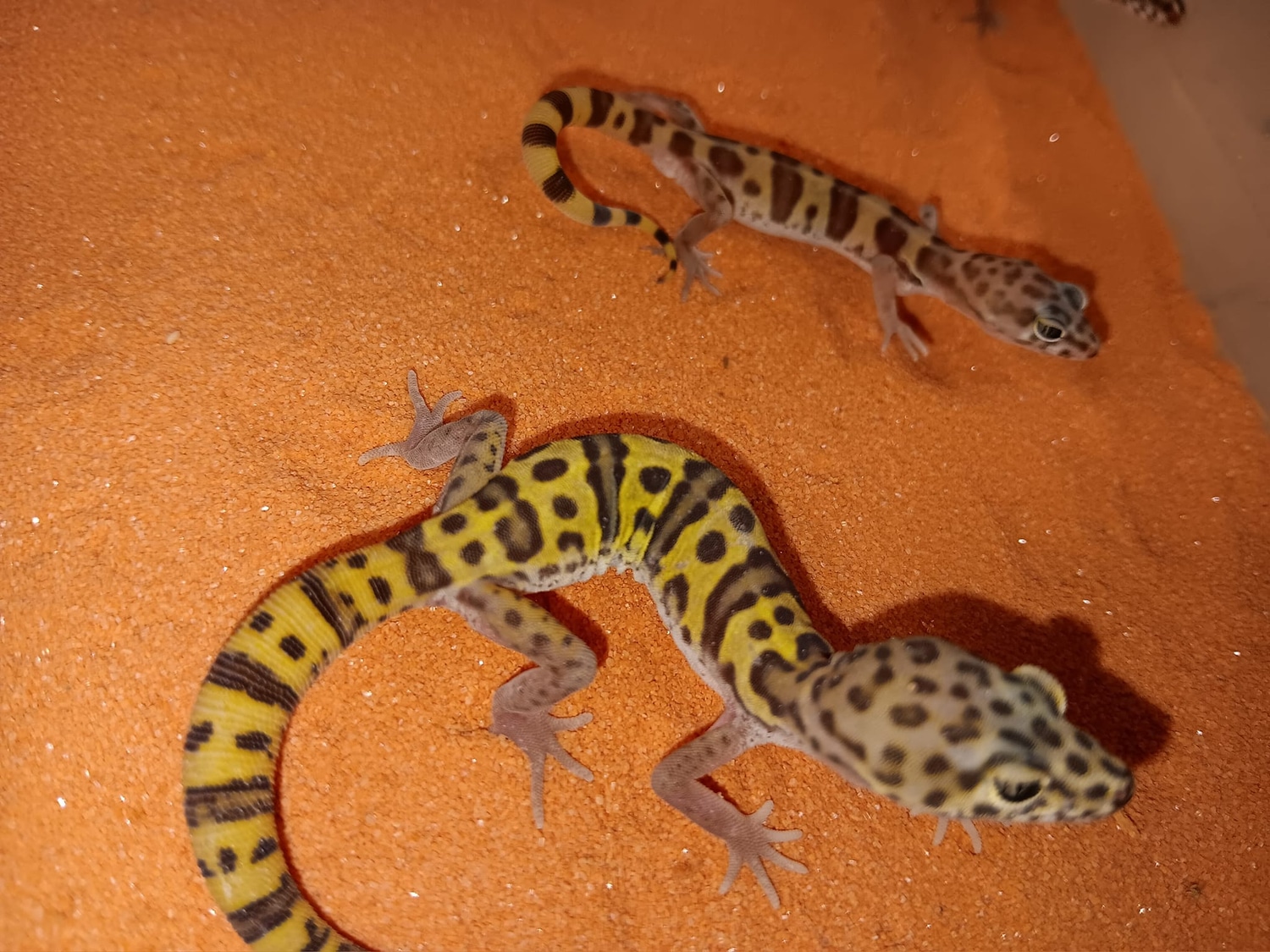 Western Banded Geckos More Gecko by E2Exotics - MorphMarket