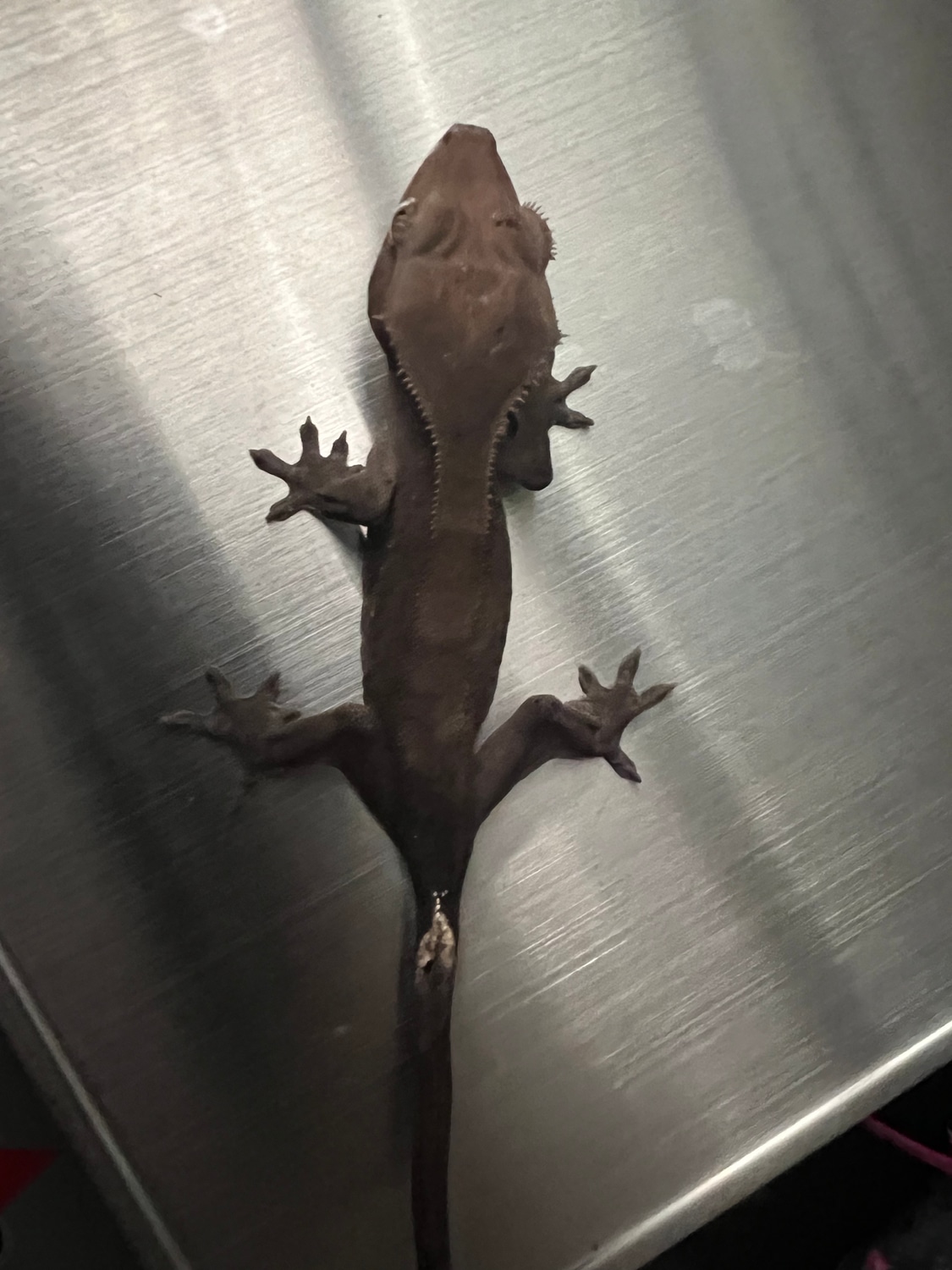 Phantom Axanthic Crested Gecko by Cali geckos - MorphMarket