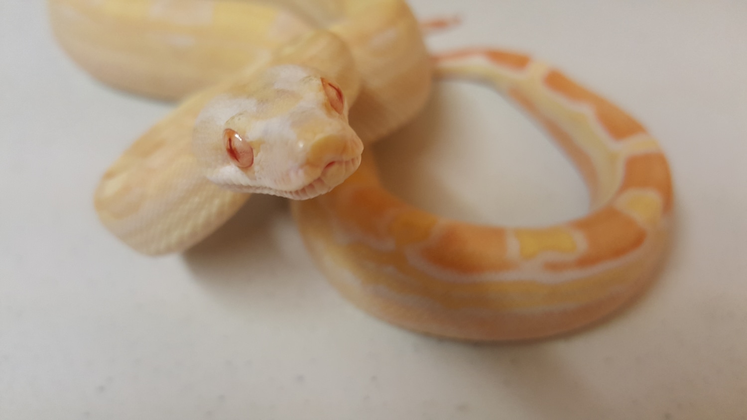 Sharp Albino Motley Aztec Boa Constrictor by Romeo's Reptiles - MorphMarket