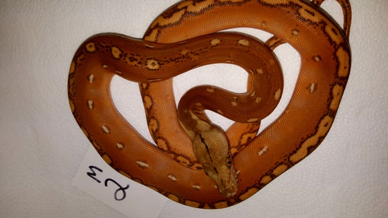 Orange Ghost Stripe Reticulated Python by Romeo's Reptiles