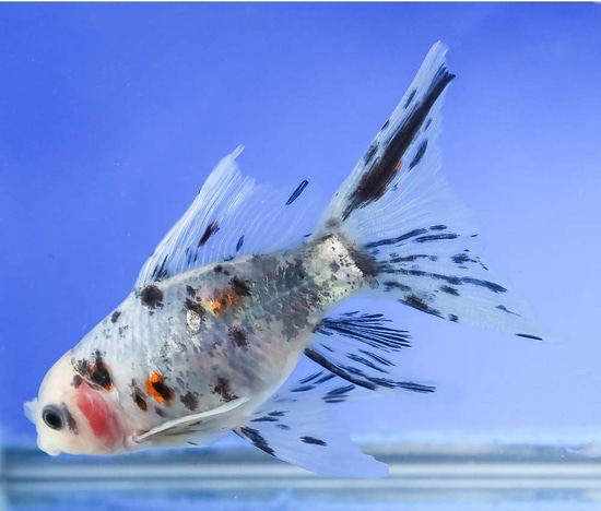6in(15.24cm)Blushing Blue Ice Bristol Tail Shubunkin Goldfish by ...