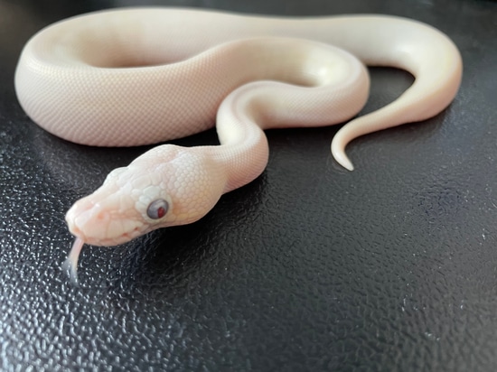 Super Lesser (BEL) Poss Het G-stripe Ball Python by MorphED royals