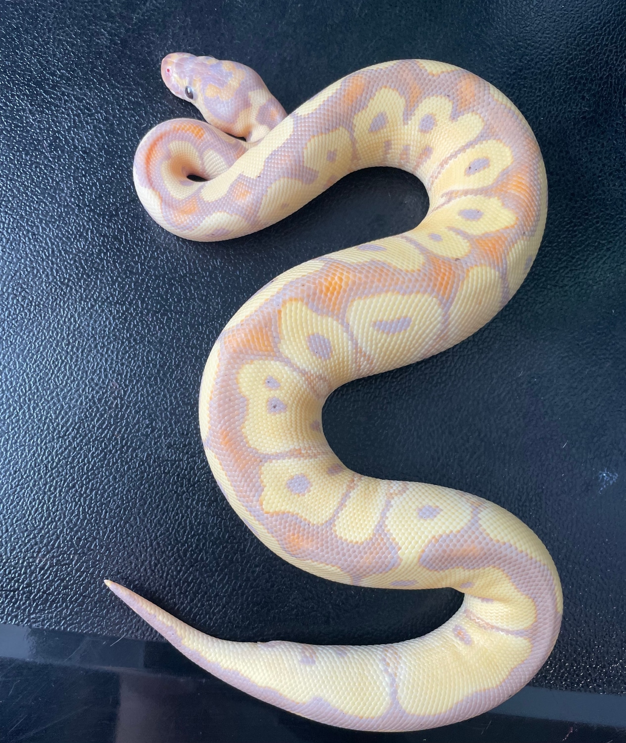 Banana Clown Ball Python by MorphED royals - MorphMarket