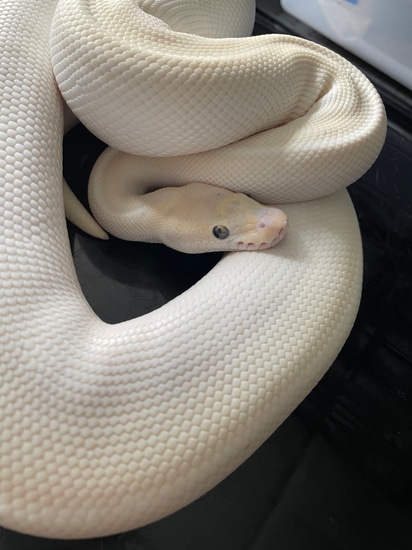 Karma Ball Python by MorphED royals