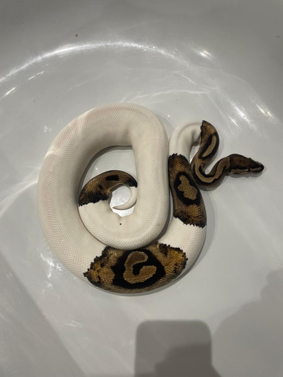 Pied Ball Python by MorphED royals