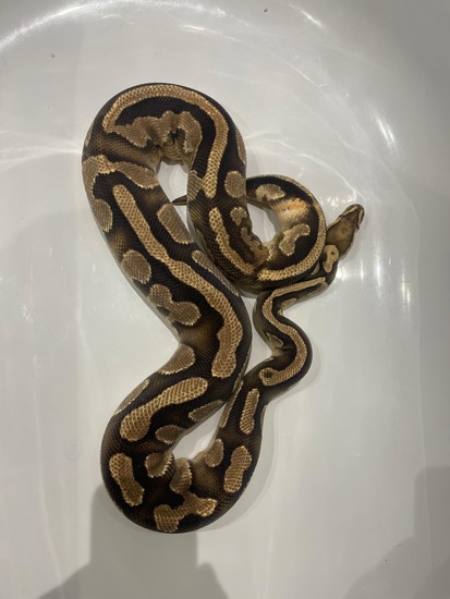 Yellowbelly Ball Python by MorphED royals