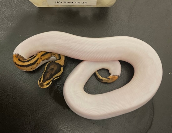 Pied Ball Python by MorphED royals