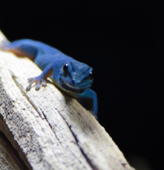 Adult Male Electric Blue Day Gecko / Lygodactylus Williamsi by ...
