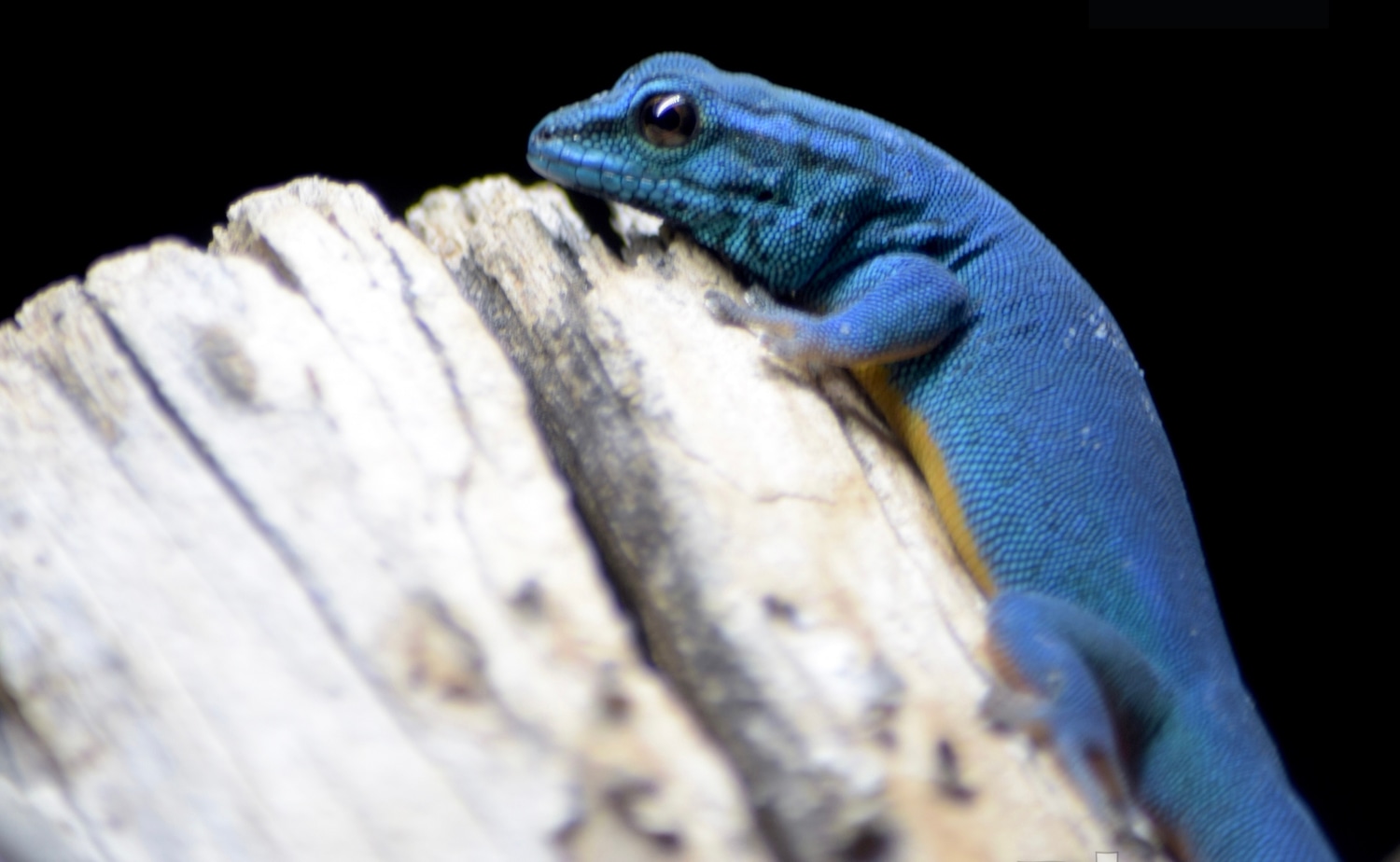 Mudkip (Adult Male Electric Blue ) Day Gecko by ElectricBluesCA ...
