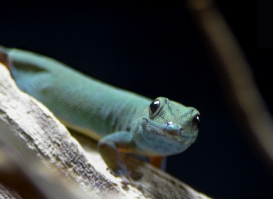 2023 Adult Female Electric Blue Day Gecko / Lygodactylus Williamsi by ...
