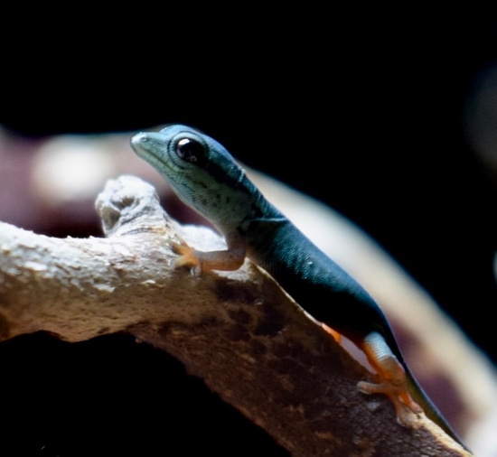 2023 Juvenile Electric Blue Day Gecko / Lygodactylus Williamsi by ...