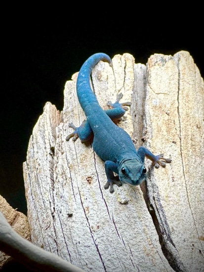 2022 Adult Male Proven Breeder Electric Blue Day Gecko / Lygodactylus ...