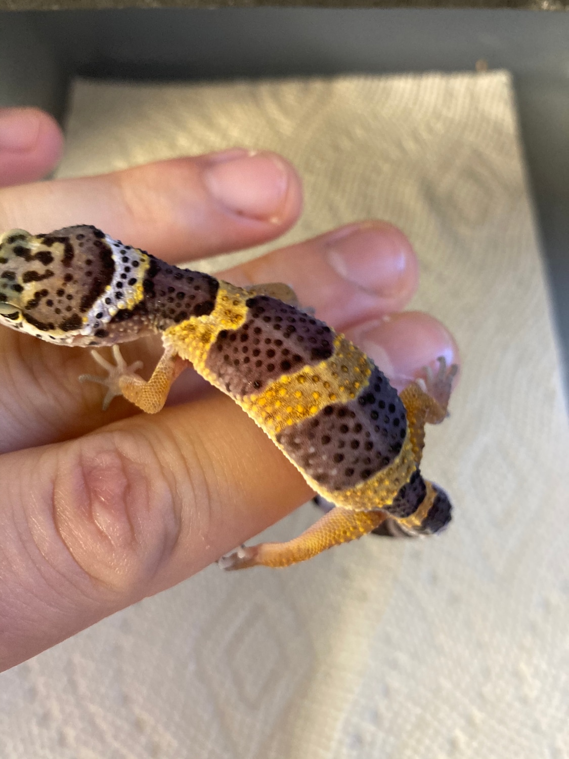 Normal Leopard Gecko by Lightning Morphs - MorphMarket