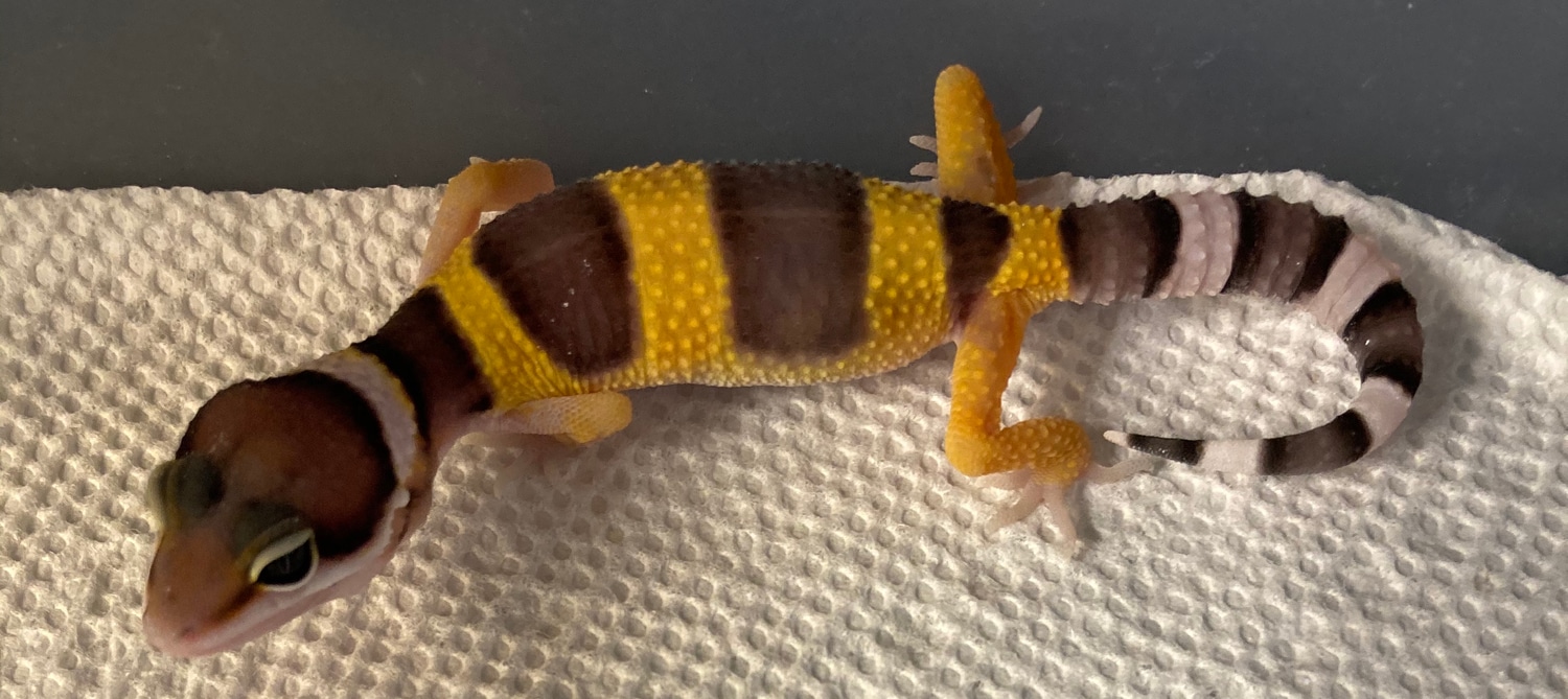 Normal Leopard Gecko by Lightning Morphs - MorphMarket