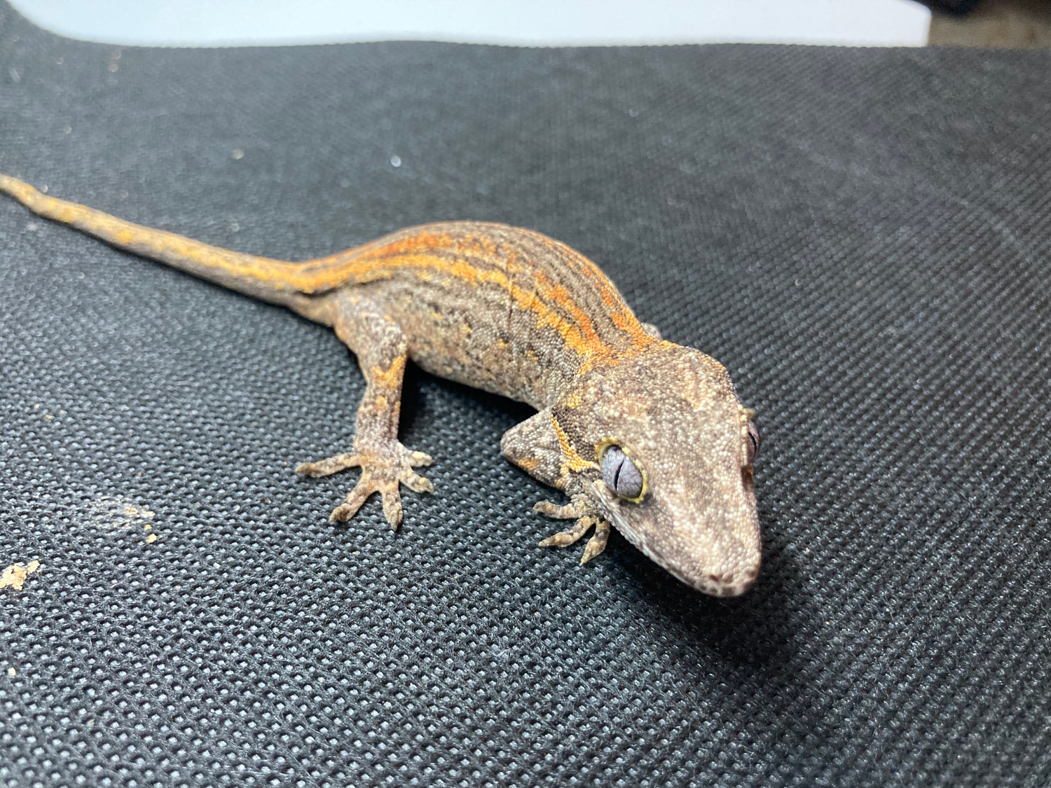 Orange Stripe Gargoyle Gecko by Lightning Morphs - MorphMarket