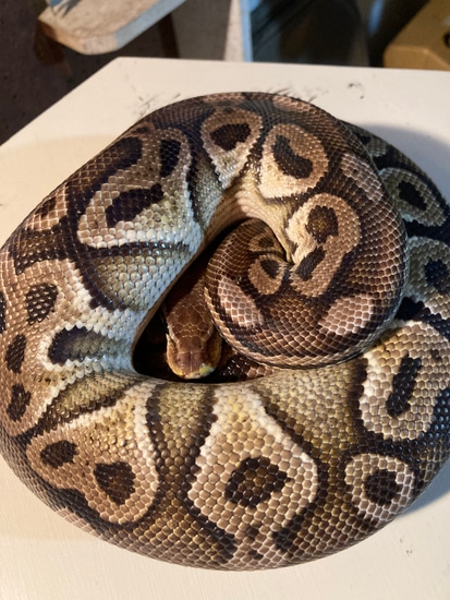 Pewter Fire Ball Python by Lightning Morphs