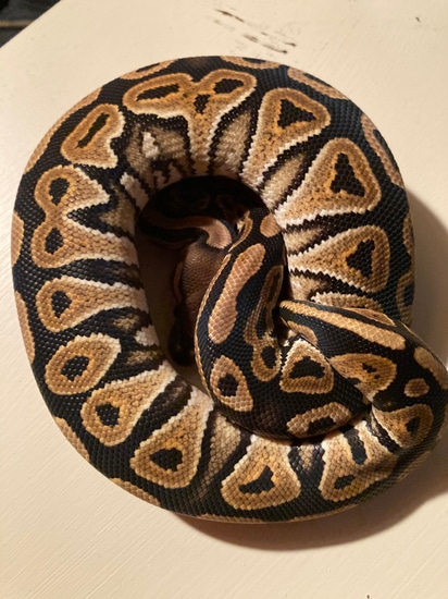 Cinnamon Ball Python by Lightning Morphs