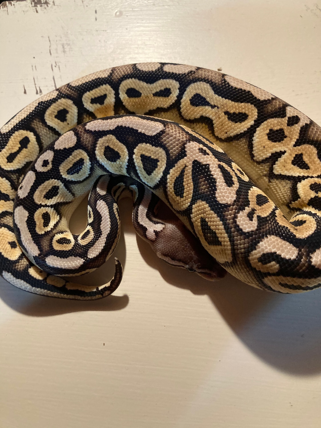 Pewter Ball Python by Lightning Morphs - MorphMarket