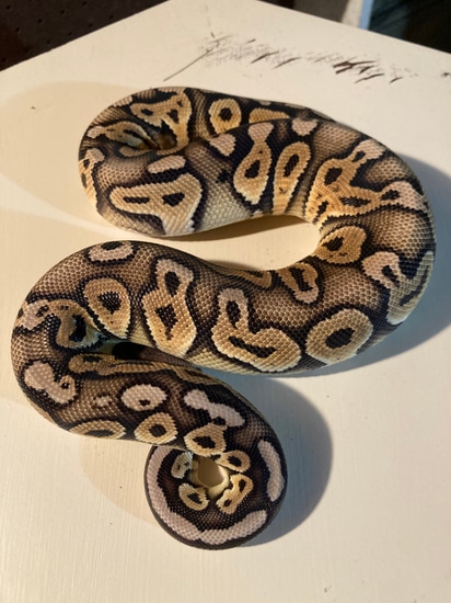 Pewter Fire Ball Python by Lightning Morphs