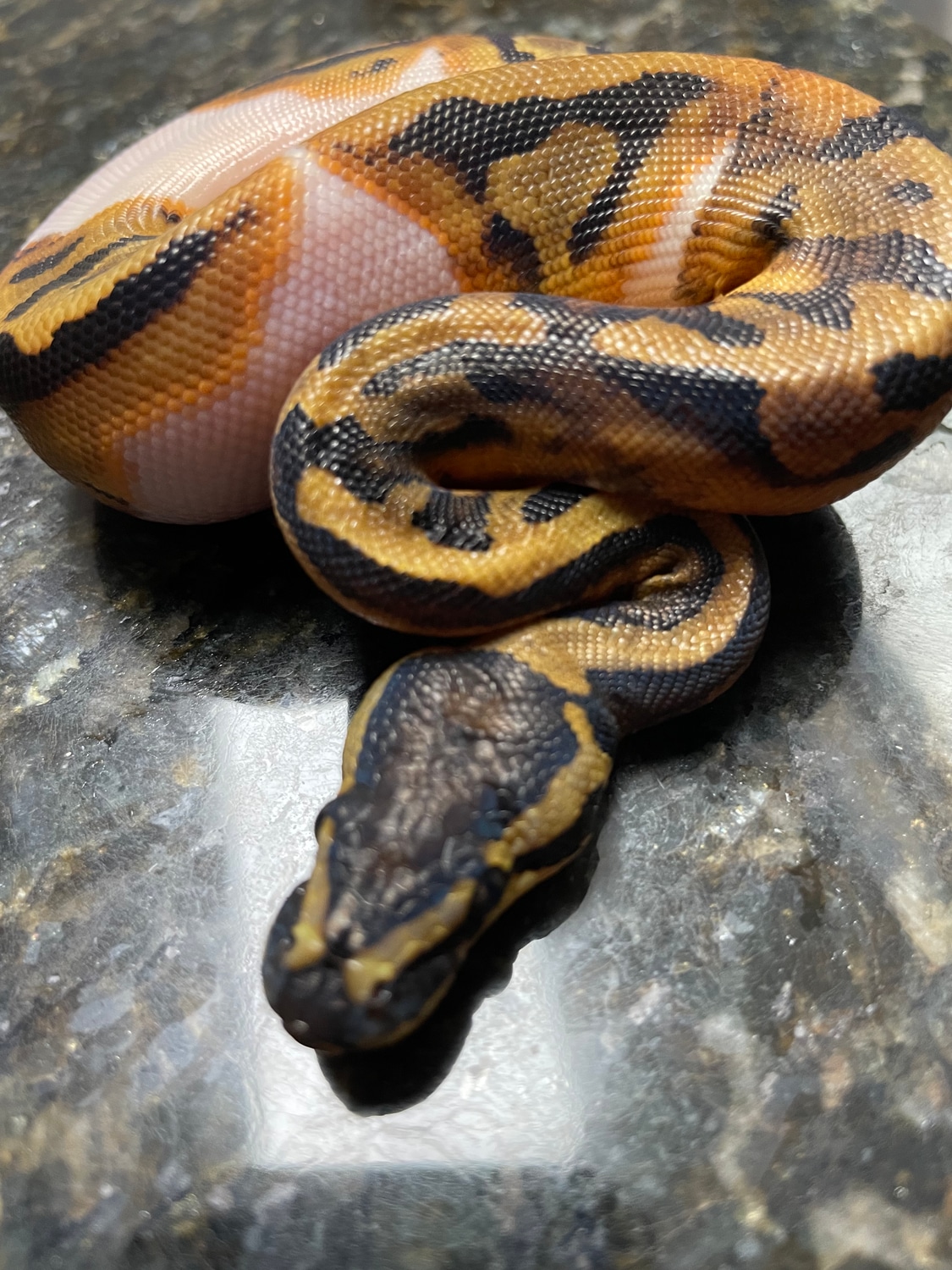 Pied Ball Python by Lightning Morphs - MorphMarket