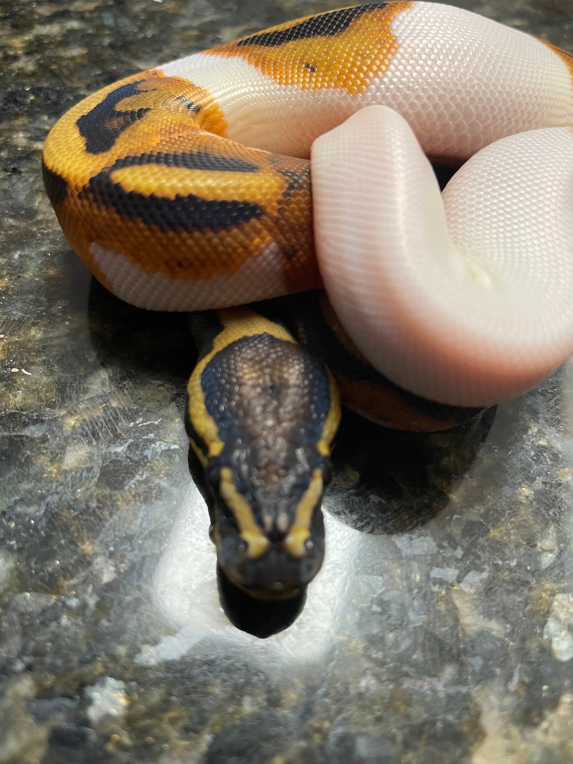 Pied Ball Python by Lightning Morphs - MorphMarket