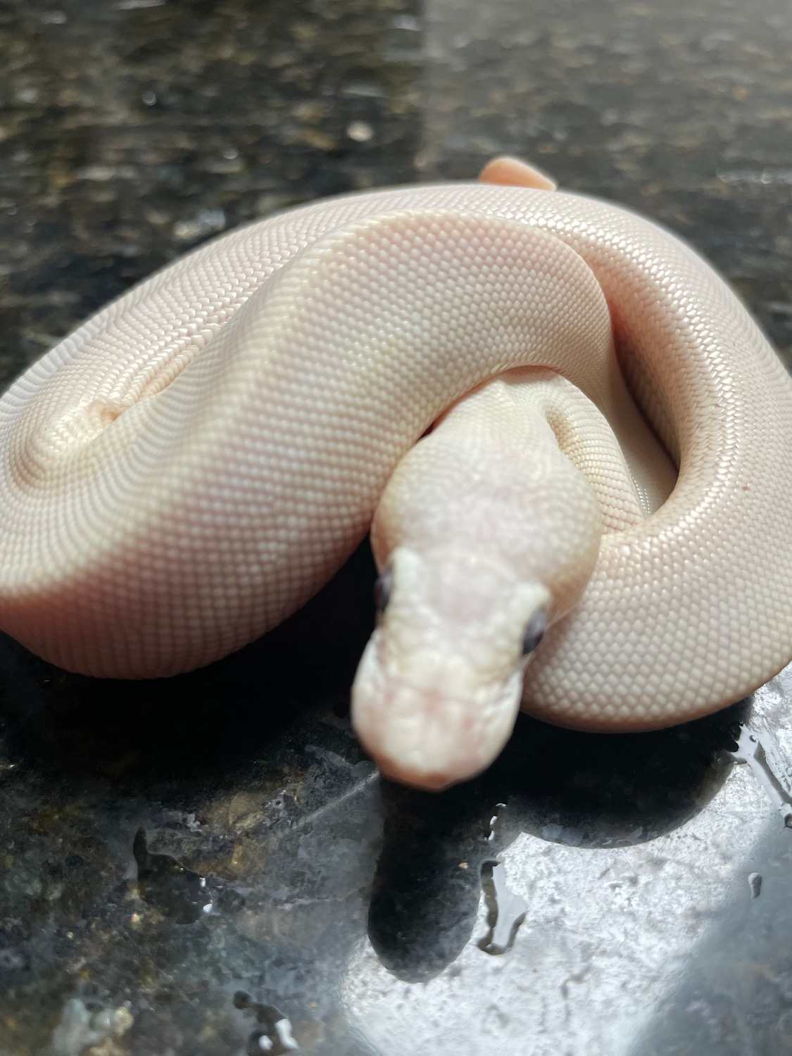 Blue Eye Lucy Ball Python by Lightning Morphs - MorphMarket