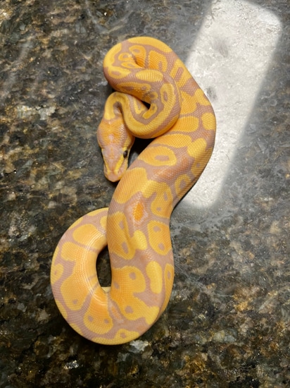 Banana Het Pied Ball Python by Lightning Morphs