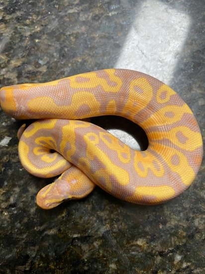 Banana Leopard Het Pied Ball Python by Lightning Morphs
