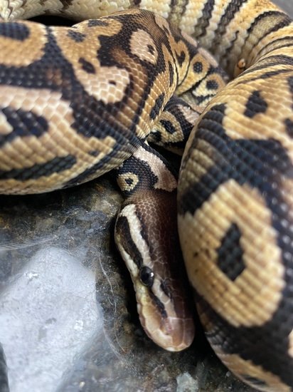 Fire Cinnamon Ball Python by Lightning Morphs