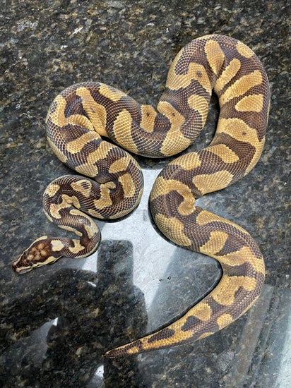 Pastel Enchi Yellowbelly Ball Python by Lightning Morphs