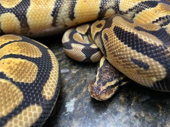 Pastel Orange Dream 850Grams Ball Python by Lightning Morphs