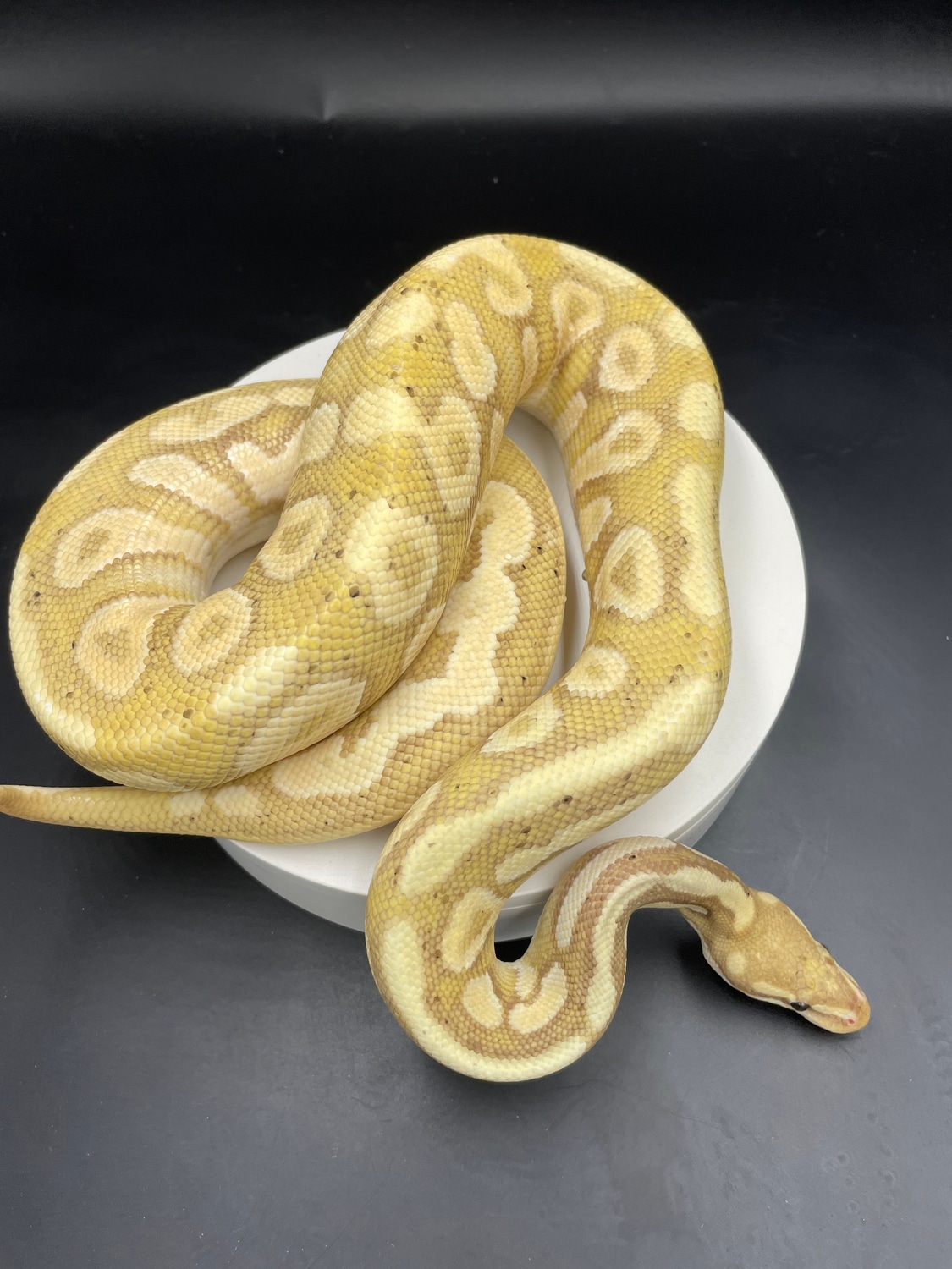 Banana Phantom Ball Python by Lightning Morphs - MorphMarket