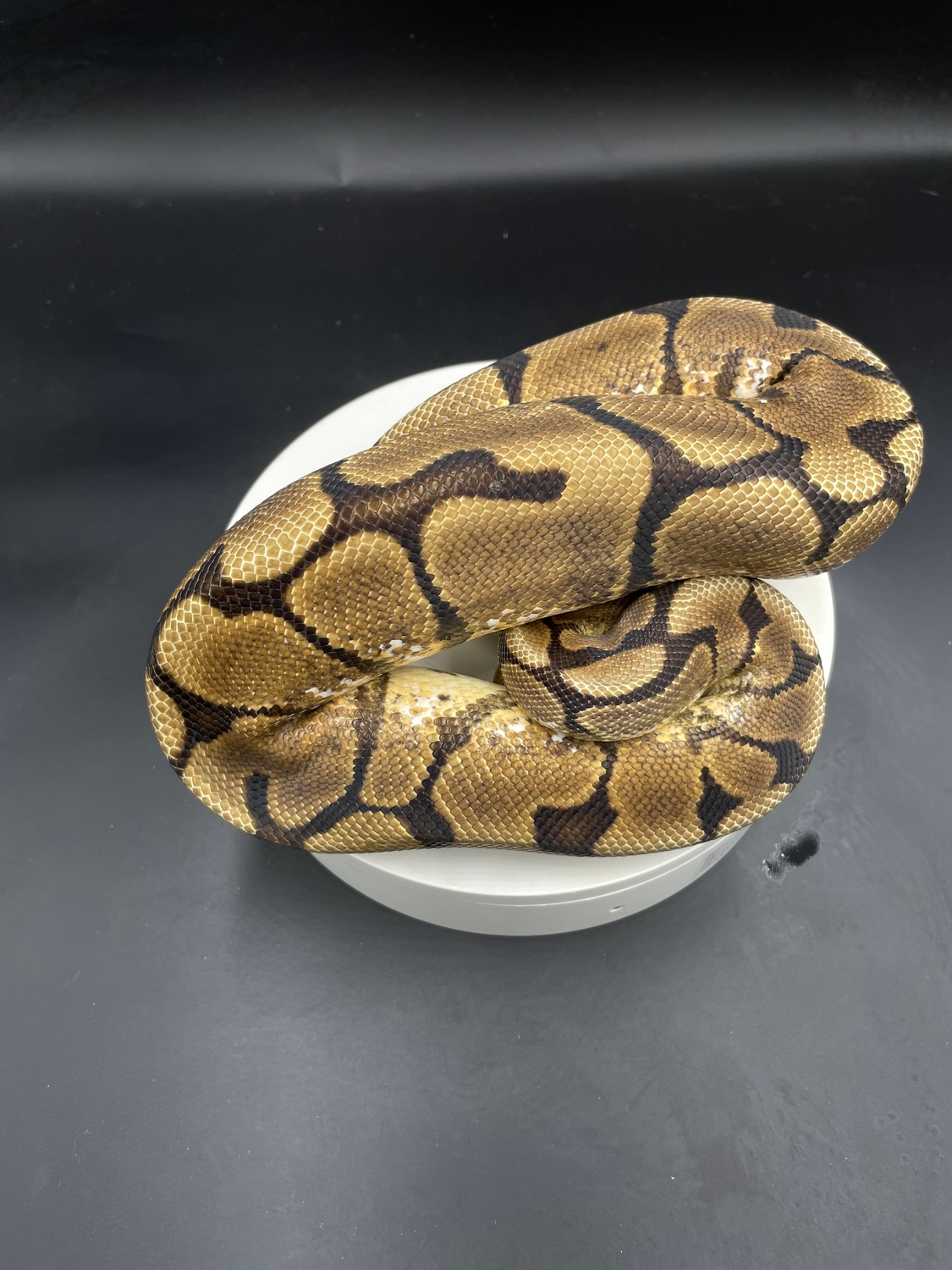Spider Yellowbelly Ball Python by Lightning Morphs - MorphMarket