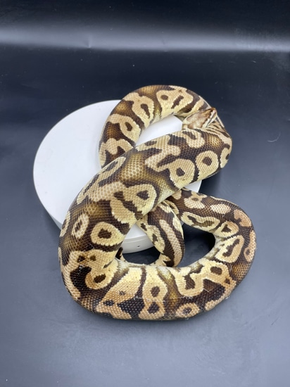 Disco Pastel Het Clown Ball Python by Lightning Morphs