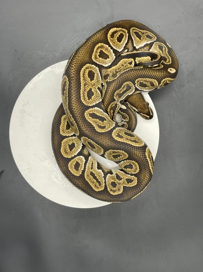 Black Pastel PH Clown Ball Python by Lightning Morphs