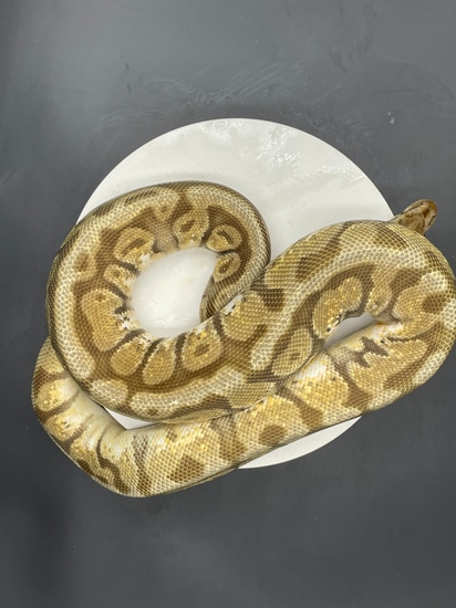 Pastel Calico Ball Python by Lightning Morphs