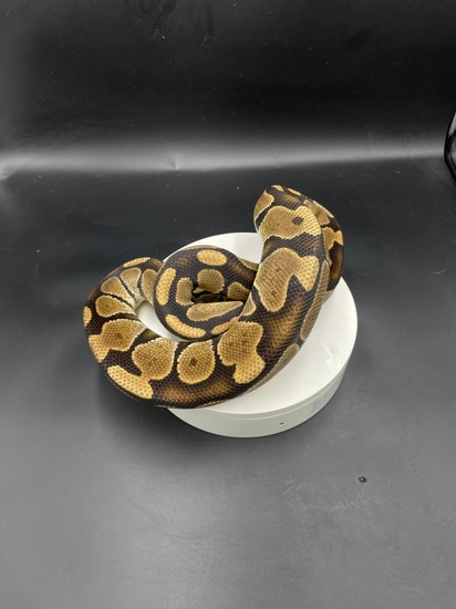 Het Ultramel Ball Python by Lightning Morphs