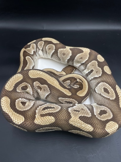 Mojave Het Clown Ball Python by Lightning Morphs