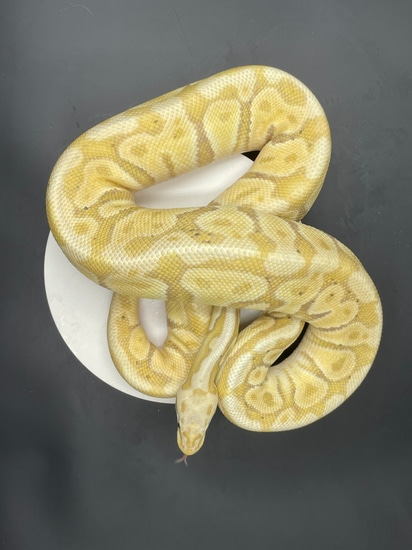 Super Pastel Banana Het Clown Ball Python by Lightning Morphs