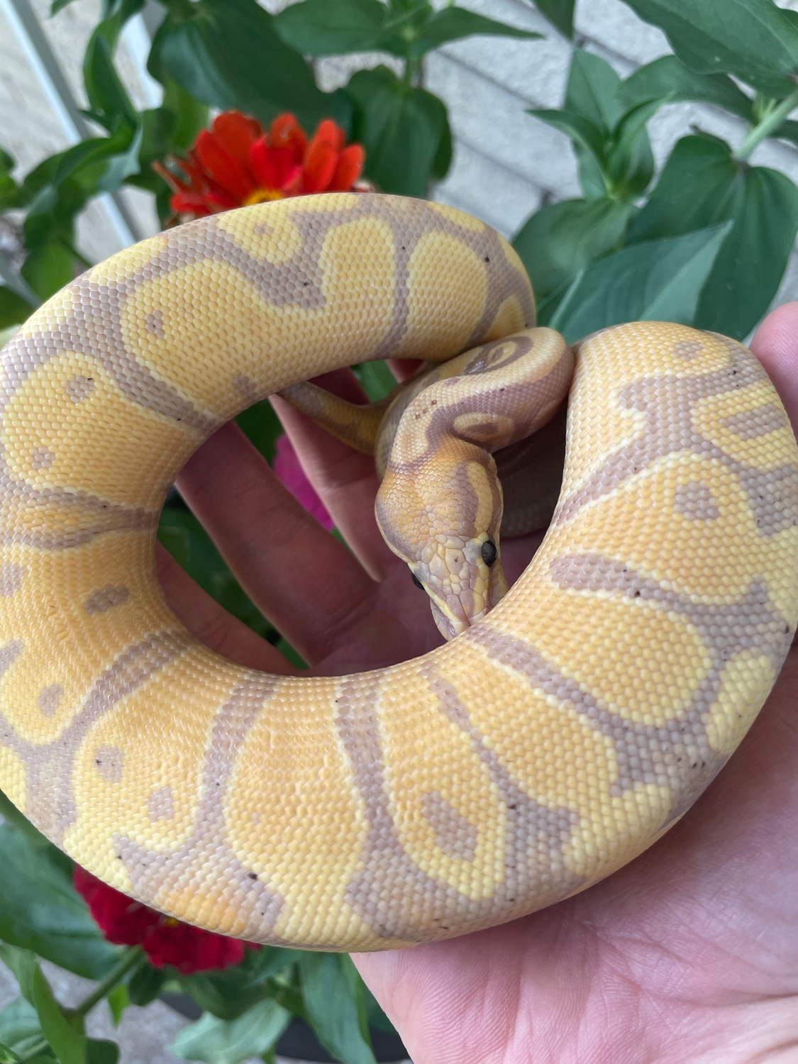 Banana Het Pied Ball Python by Lightning Morphs - MorphMarket