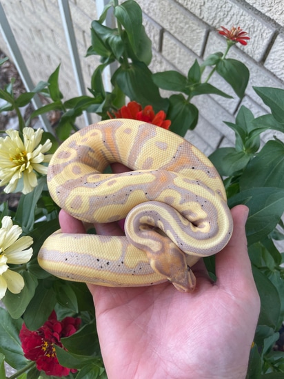 Banana Leopard Het Pied Ball Python by Lightning Morphs