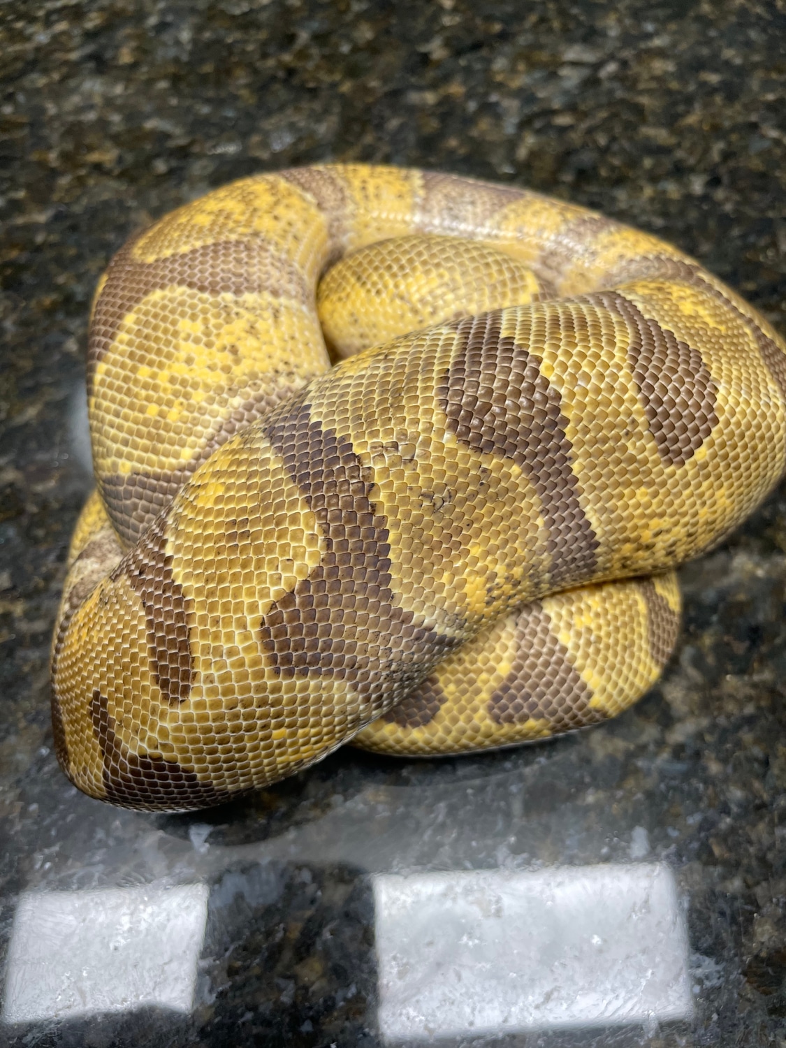 Super Enchi Ball Python by Lightning Morphs - MorphMarket
