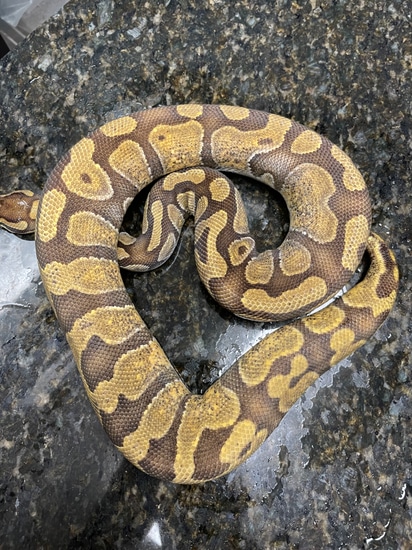Super Enchi Ball Python by Lightning Morphs