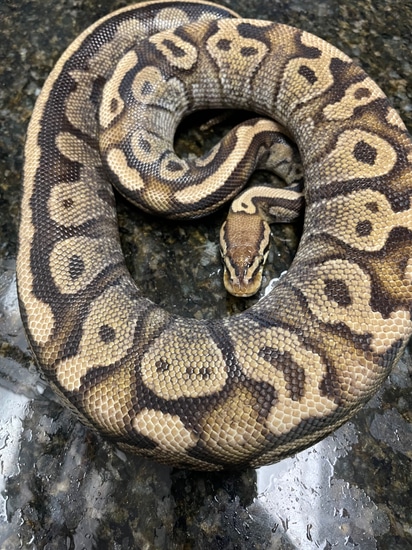 Super Pastel Ball Python by Lightning Morphs